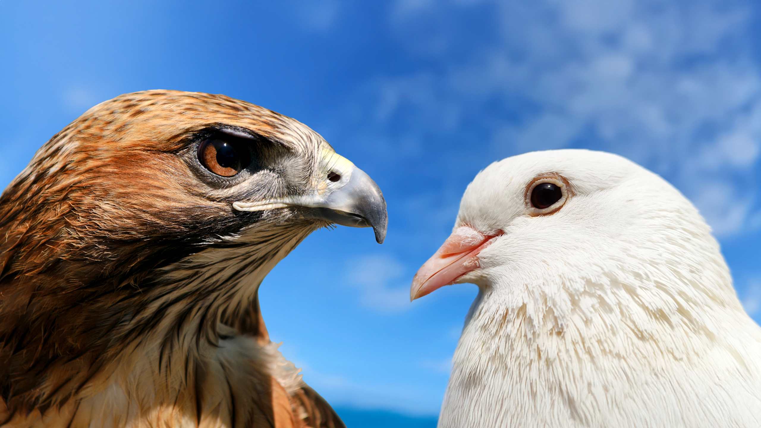 Are You a Dove or a Hawk? Understanding Fed Policy