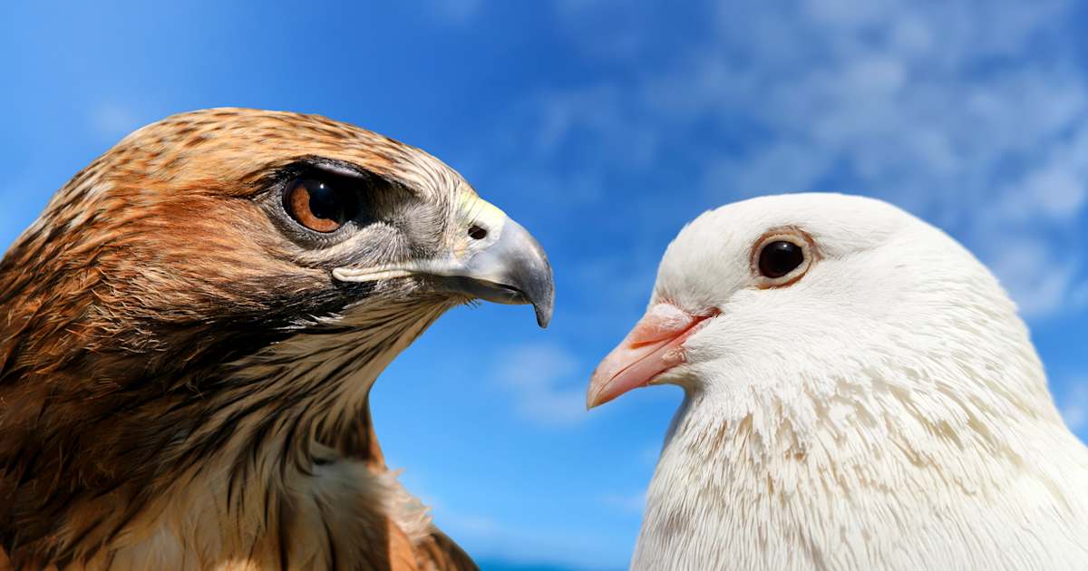 Are You a Dove or a Hawk? Understanding Fed Policy