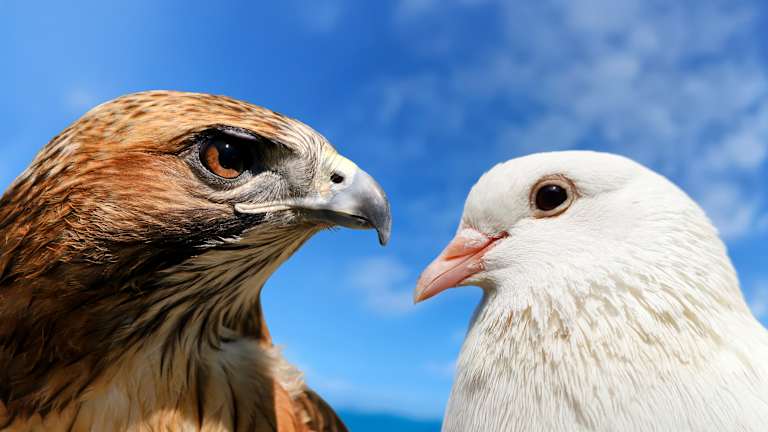 Are You a Dove or a Hawk? Understanding Fed Policy